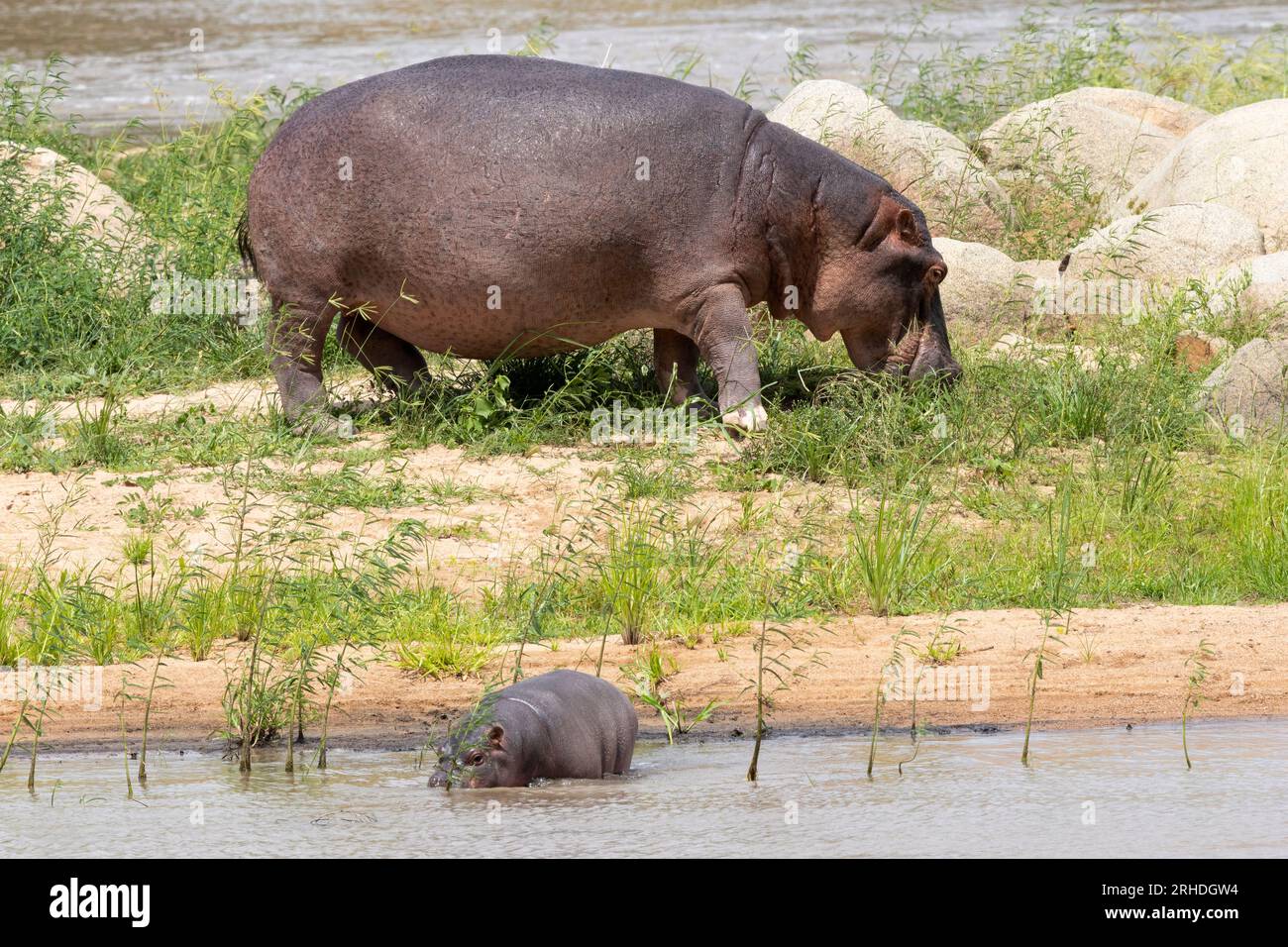 A female Hippo returns to the Ruaha River after resting on an island ...