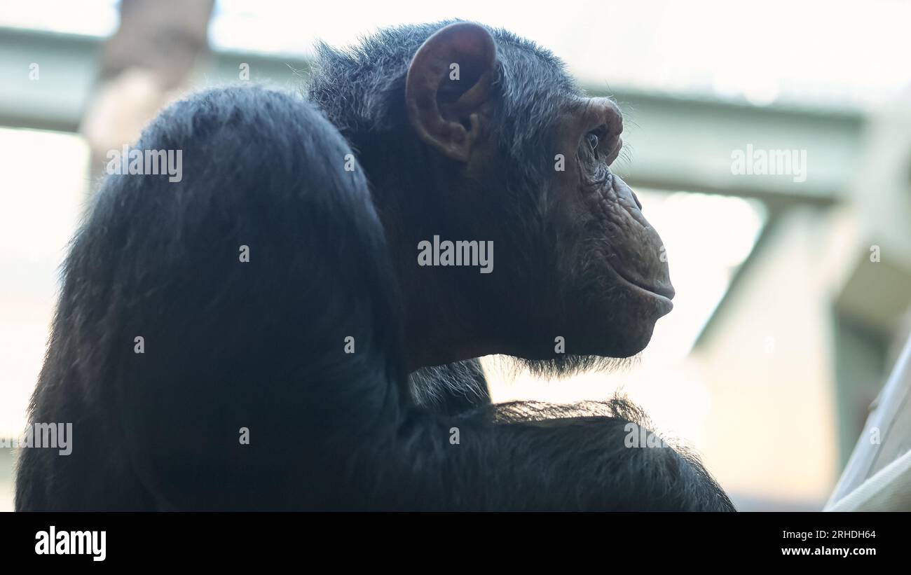 Calm dark monkey sits in aviary at zoo living in captivity Stock Photo ...