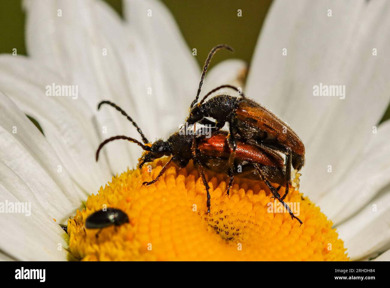 Livid hi-res stock photography and images - Alamy