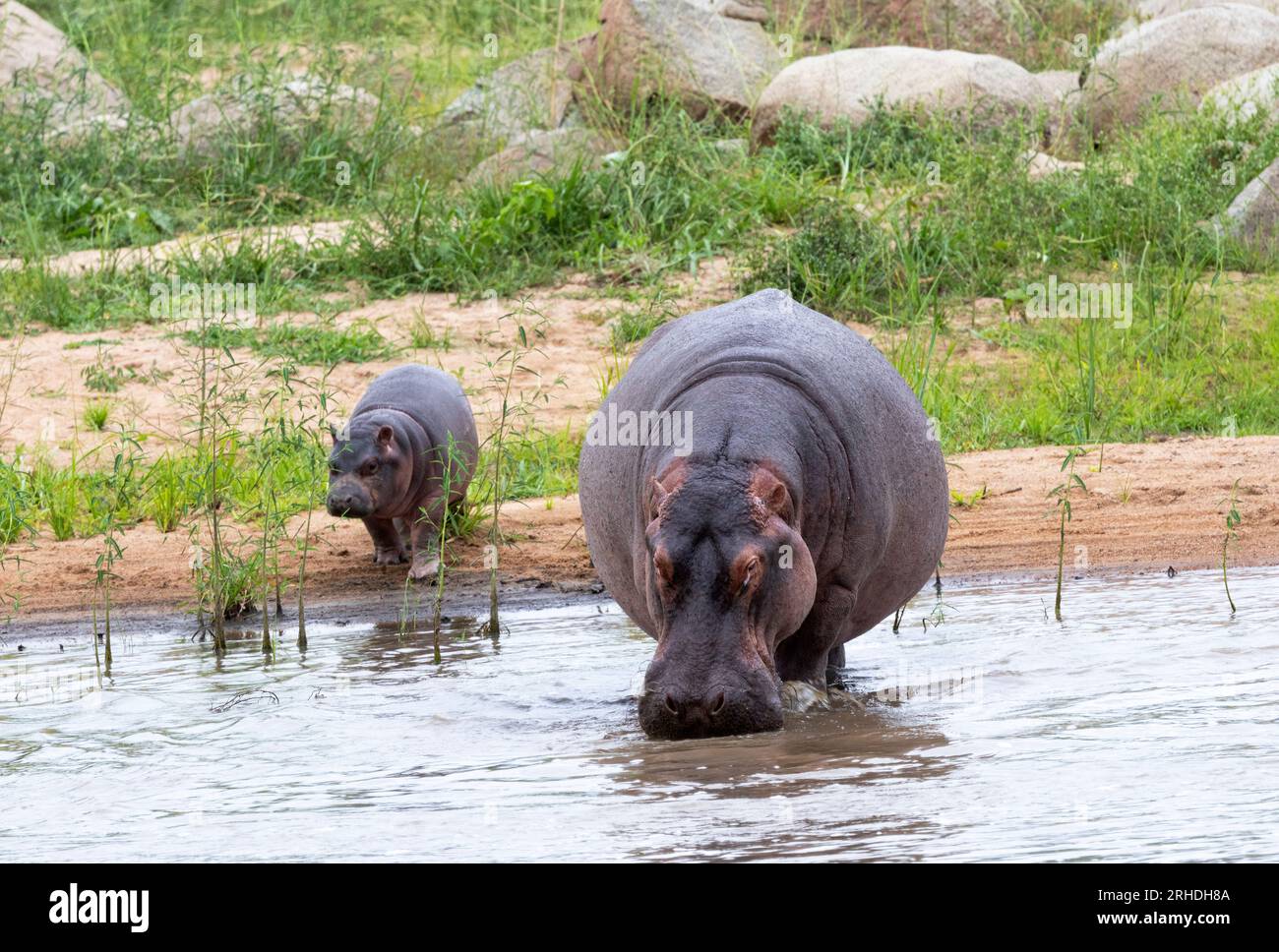 A female Hippo returns to the Ruaha River after resting on an island ...