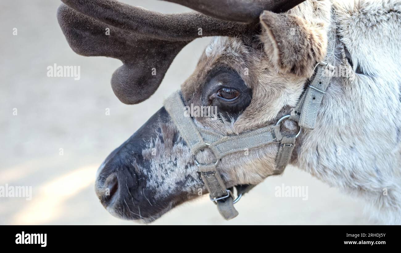 Calm deer with big antlers and halter on muzzle in zoo Stock Photo - Alamy
