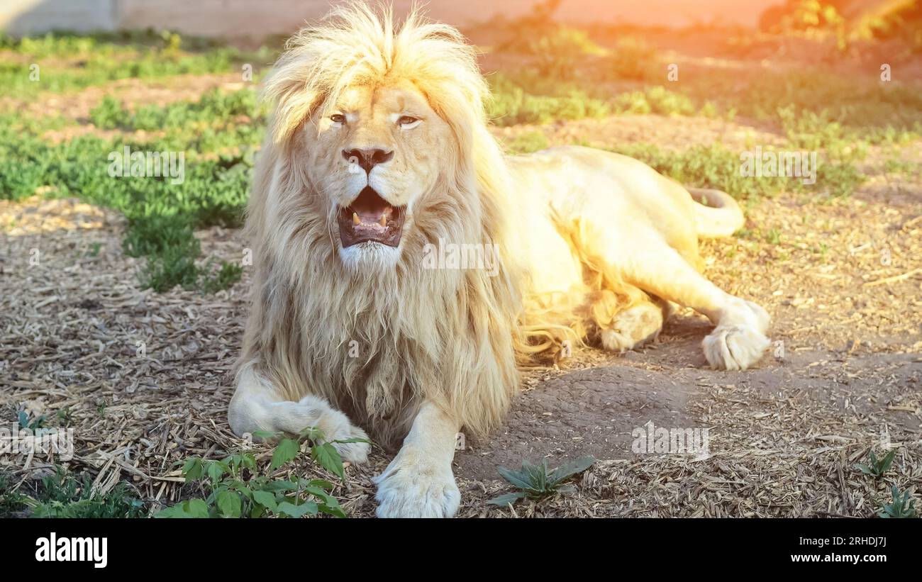 Lion with fluffy mane lies on fenced territory of zoo Stock Photo - Alamy