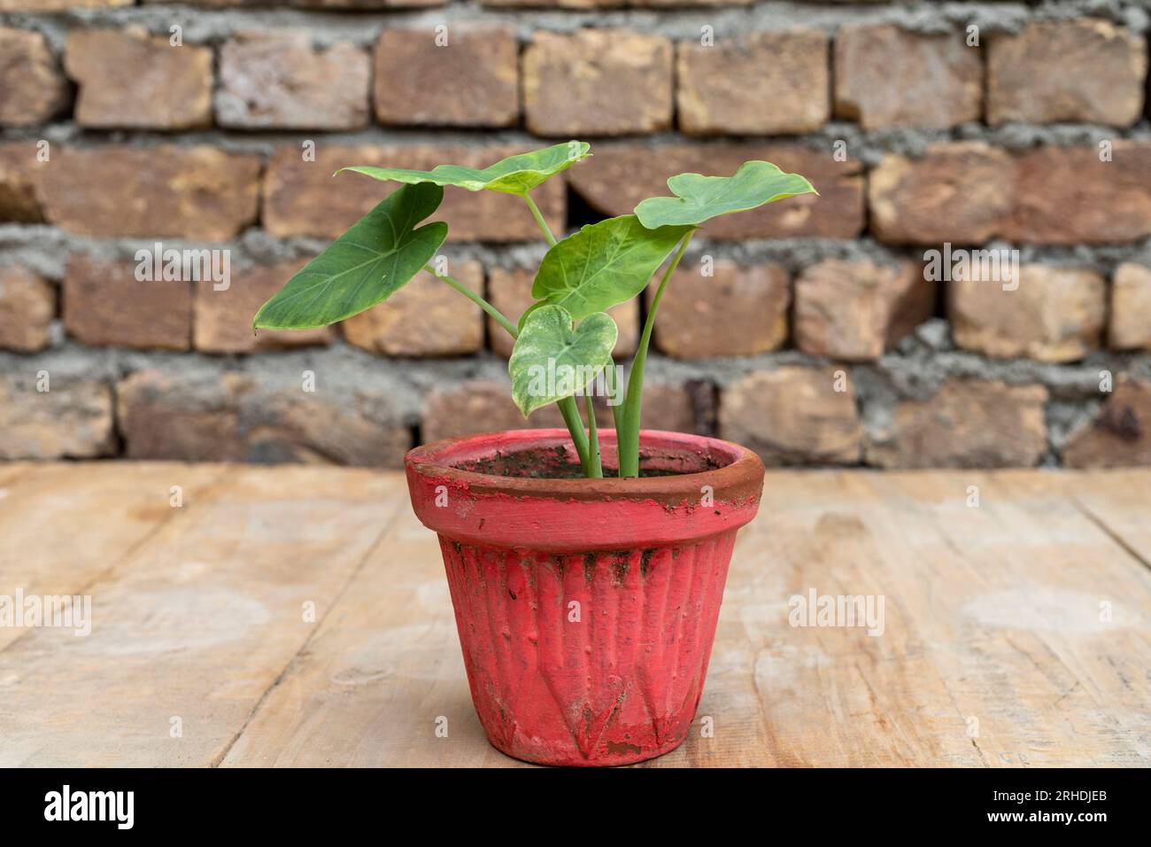 Caladium plant in pot hi-res stock photography and images - Alamy
