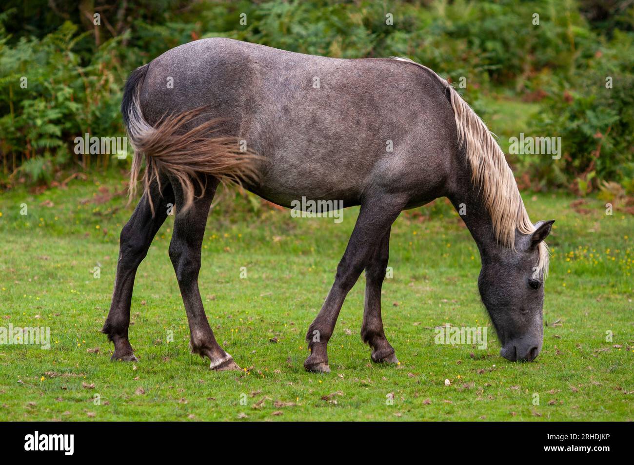 New Forest pony, grey Stock Photo - Alamy