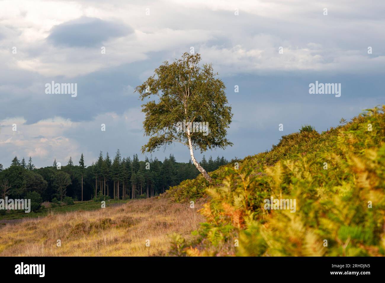 Silver Birch tree (Betula pendula) in New Forest landscape in August ...