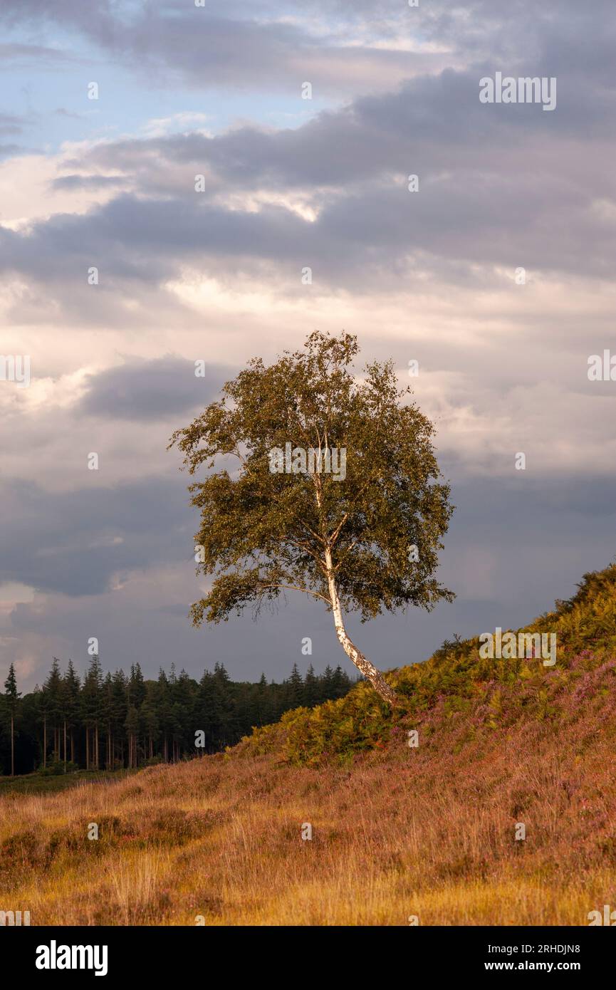 Silver Birch tree (Betula pendula) in New Forest landscape in August ...