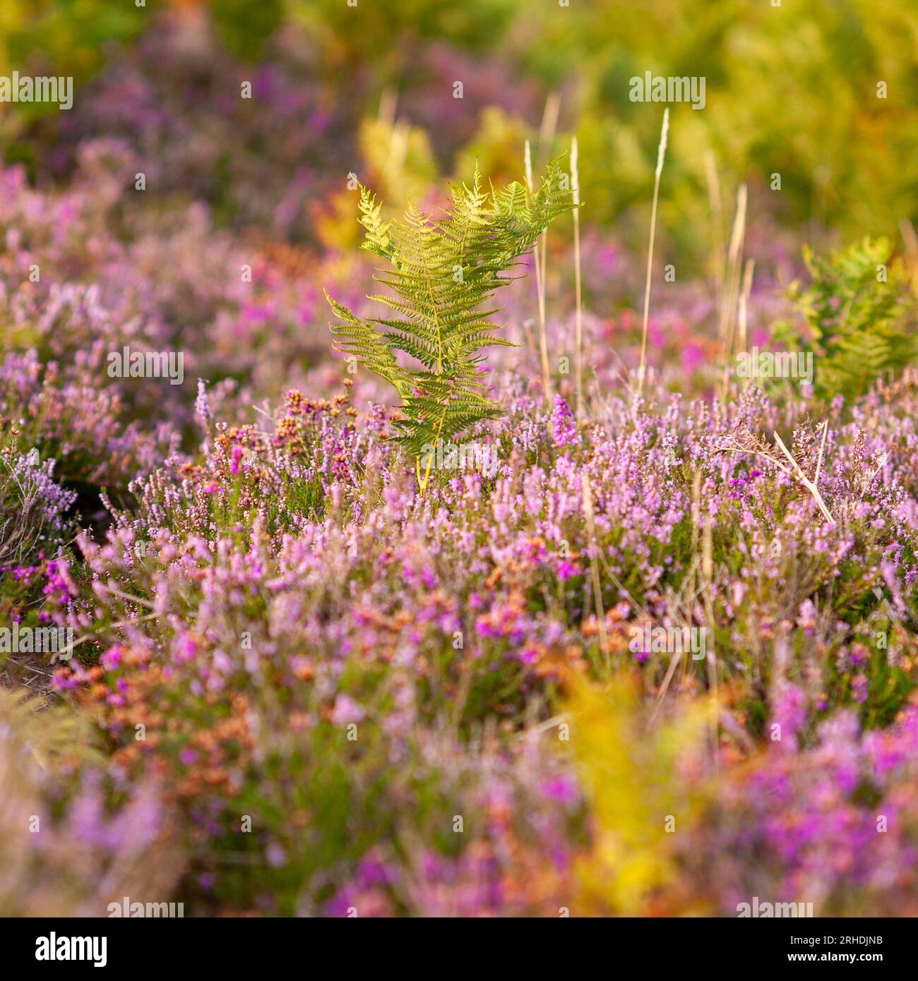 Purple heather in New Forest heathland, Hampshire, England, August Stock Photo - Alamy