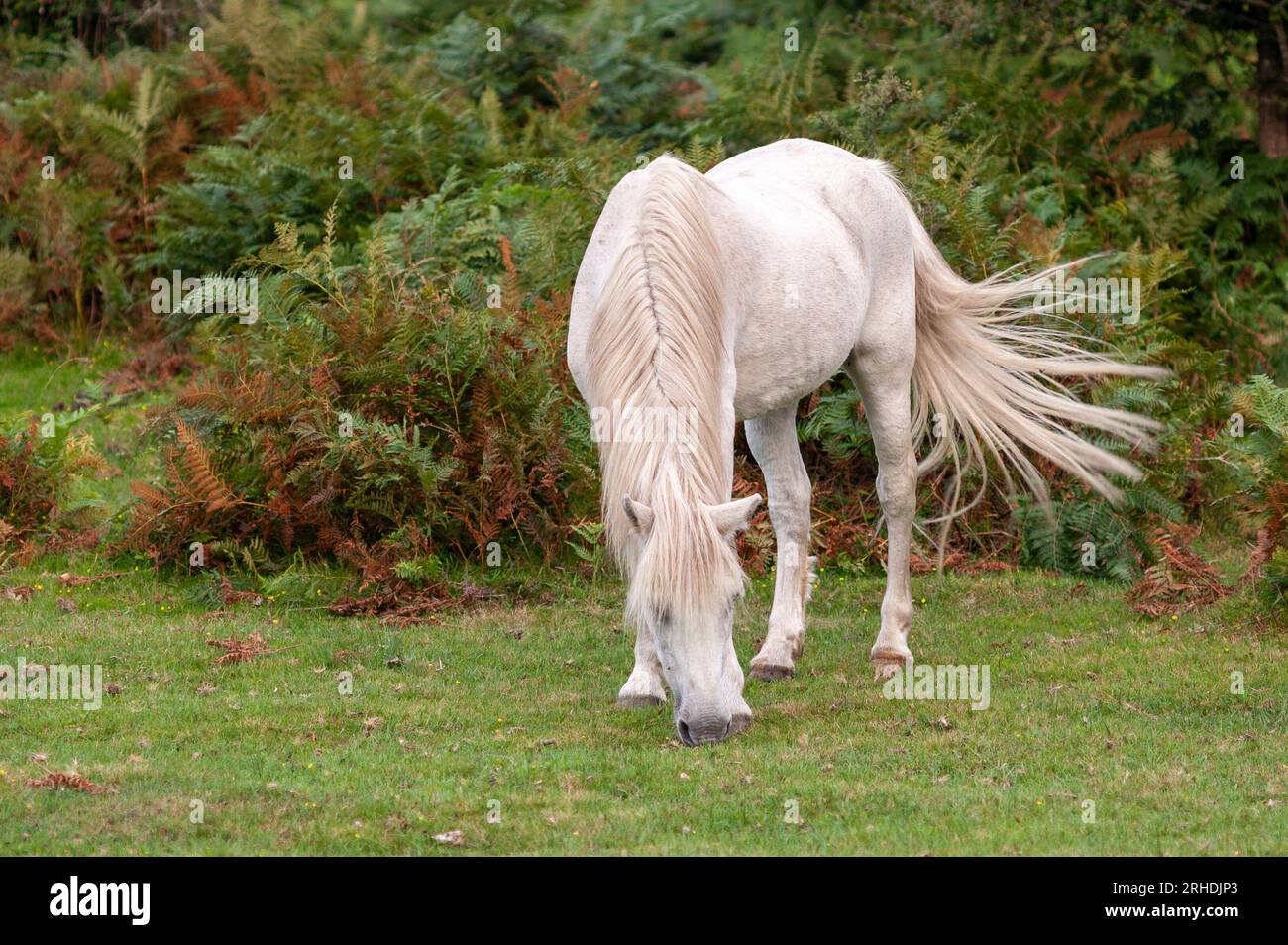 Pony tail swishing hi-res stock photography and images - Alamy