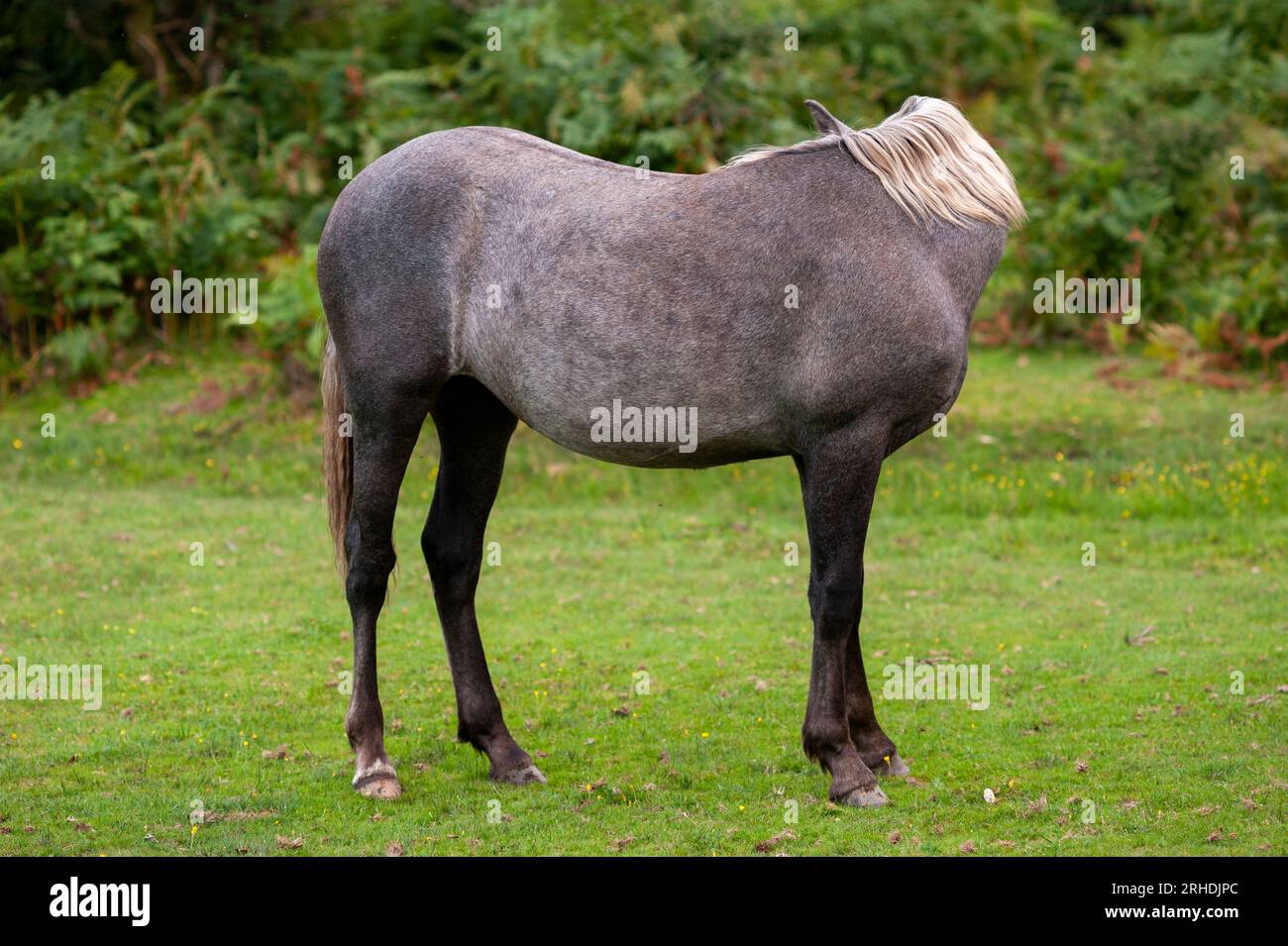New Forest pony, grey Stock Photo - Alamy