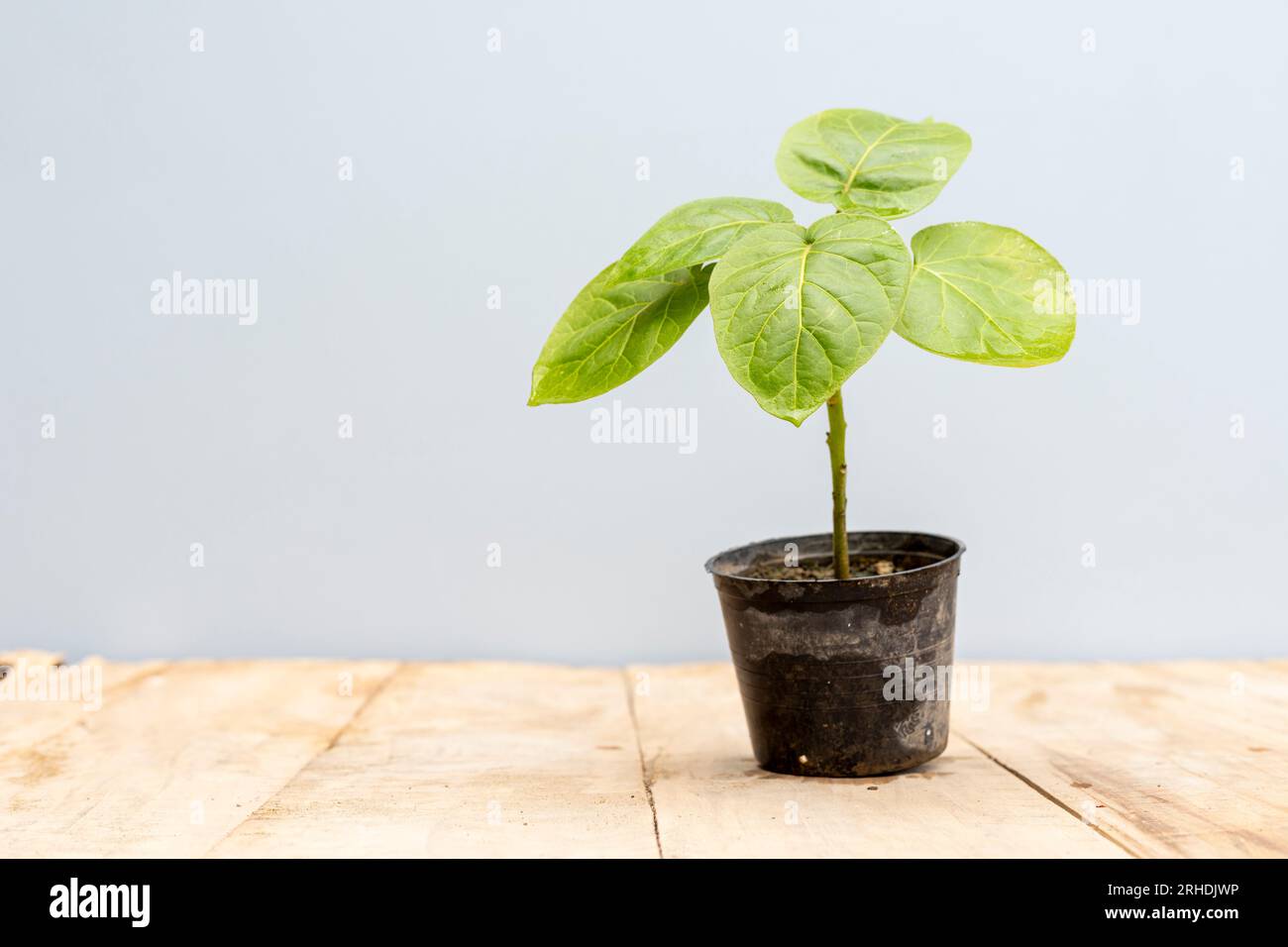 Tamarillo tomato tree saplings in hi-res stock photography and images ...