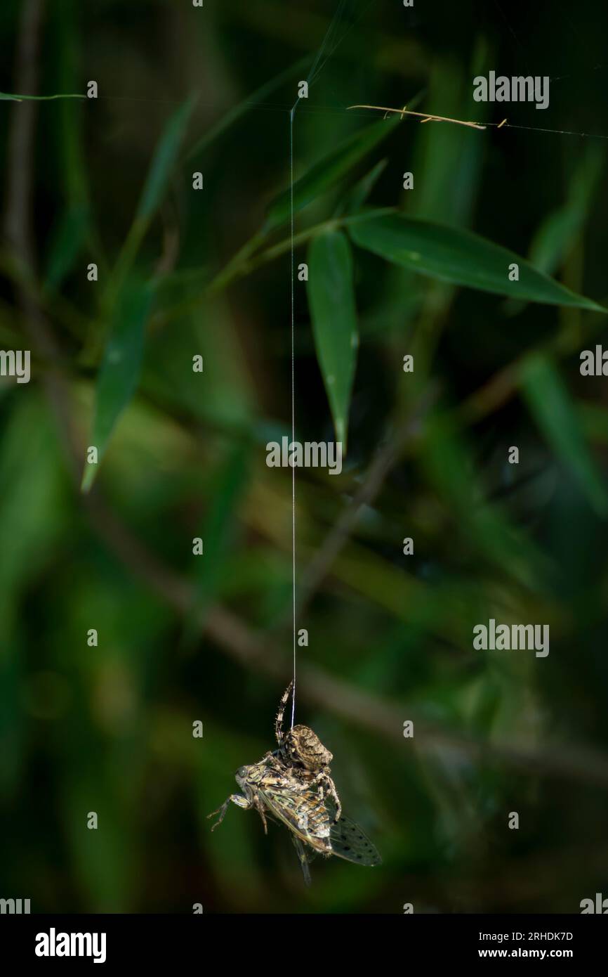 A large araneus spider catches a cicada in its web and envelops it ...