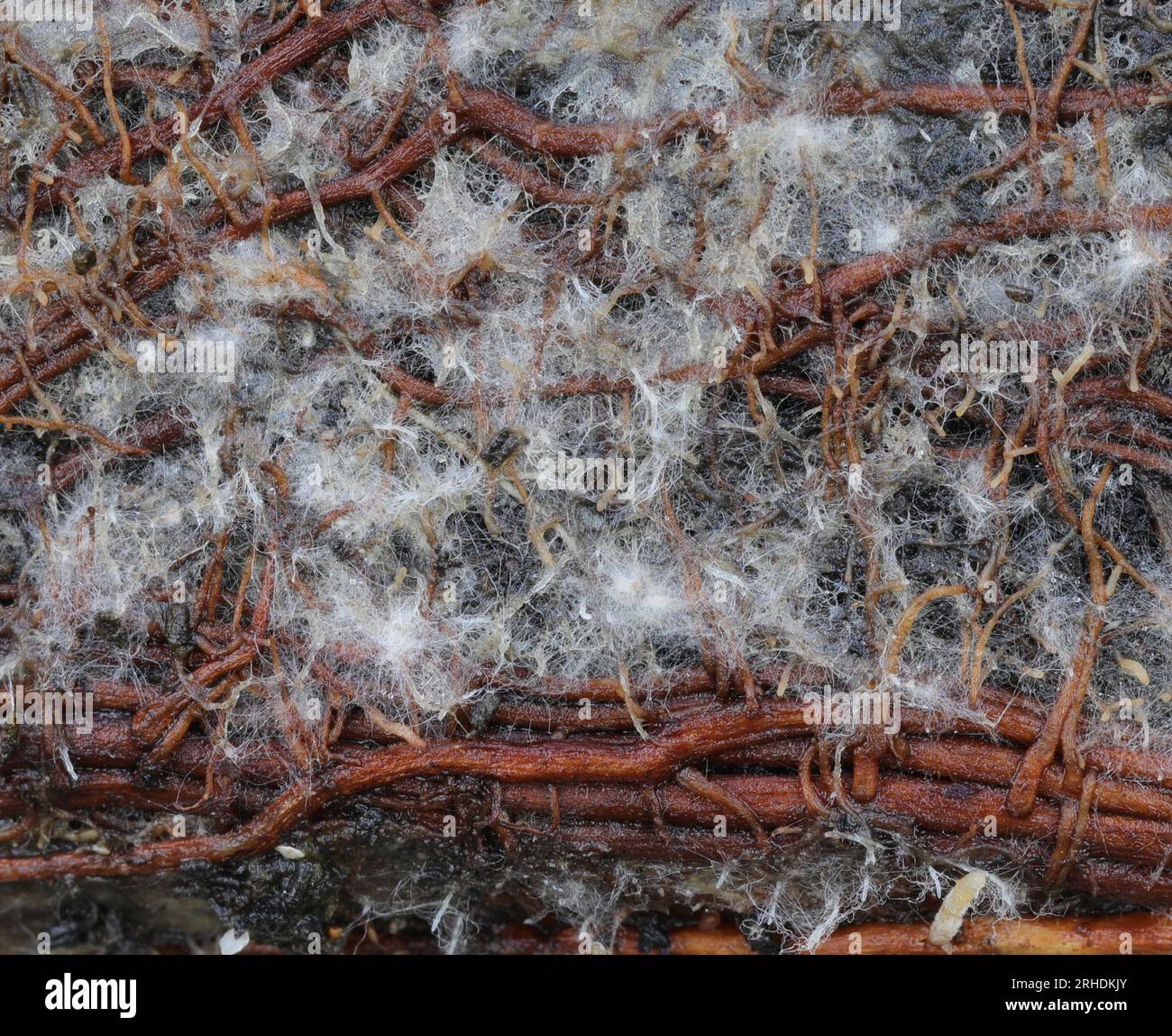 Mycelium hi-res stock photography and images - Alamy
