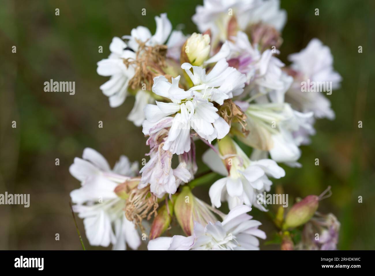 Saponaria officinalis common soapwort hi-res stock photography and ...
