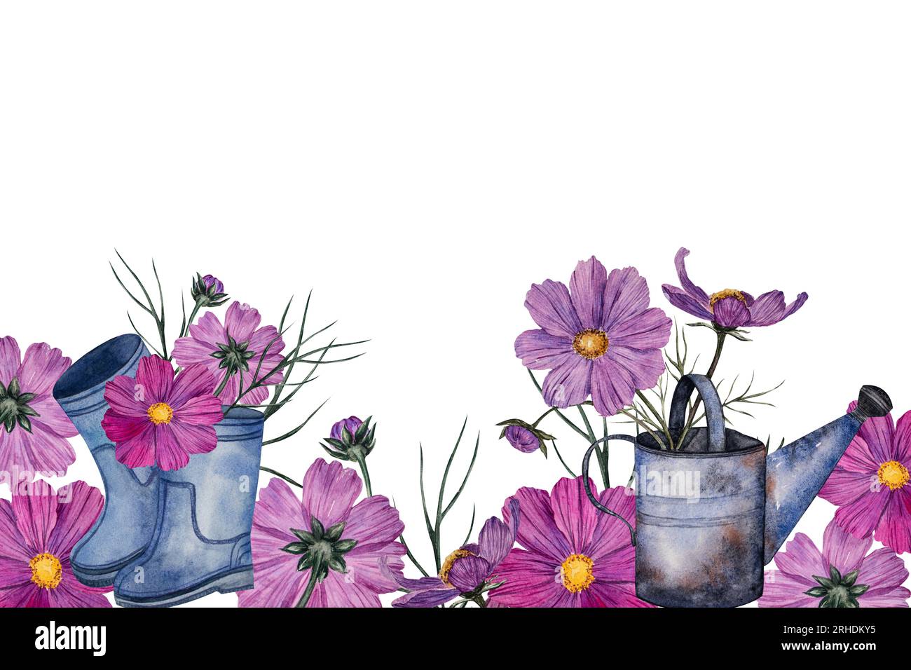 Floral border with bouquet of cosmos flowers in metal watering can and ...