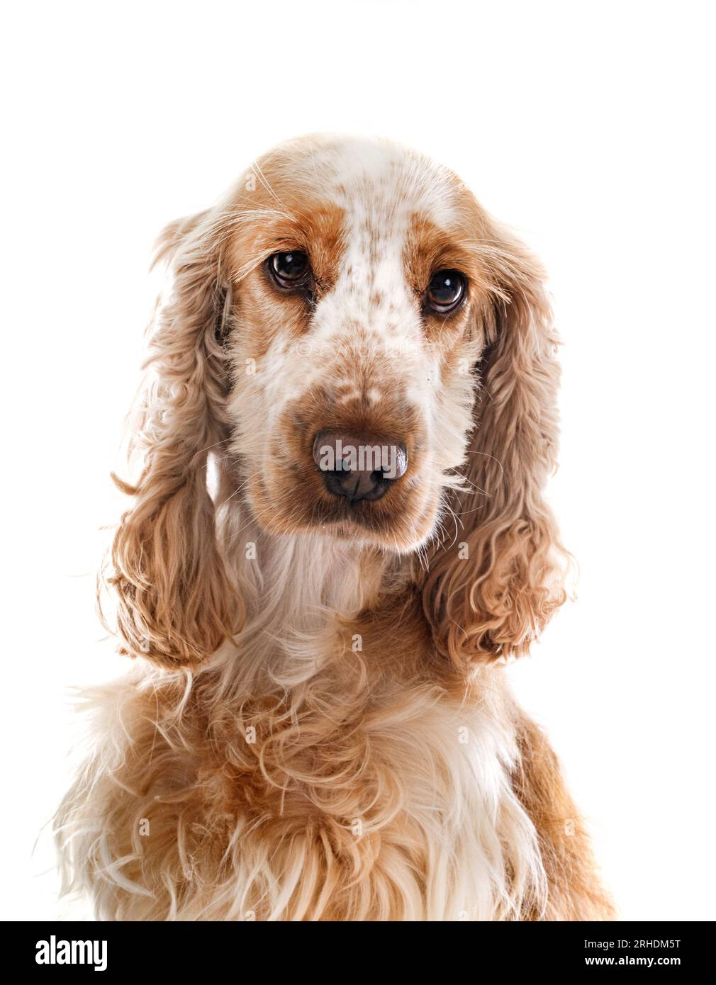 English Cocker Spaniel in front of white background Stock Photo - Alamy