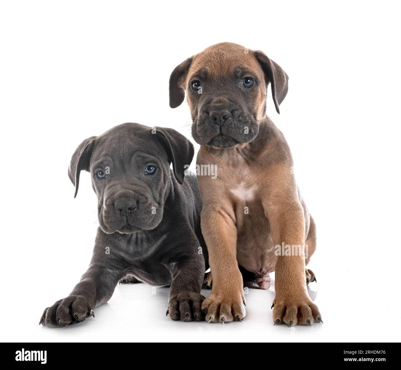 Italian mastiff puppies hi-res stock photography and images - Alamy