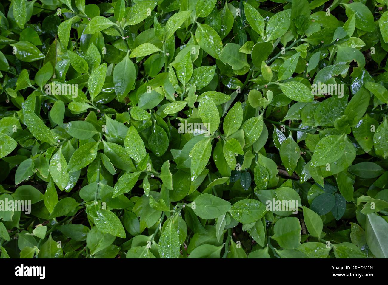 Beautiful green color leaf in peace forest tropical spring nature tree ...
