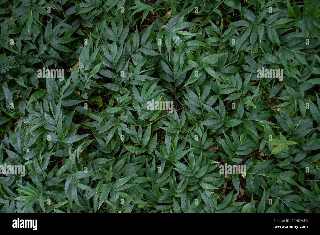 Beautiful green color leaf in peace forest tropical spring nature tree ...