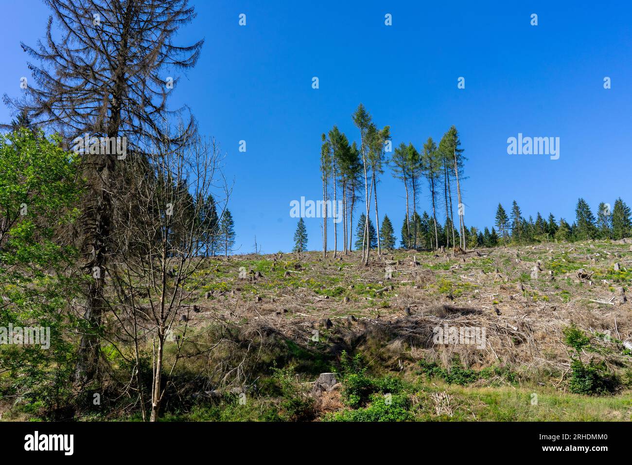 Deforestation in the Thuringian Forest,Germany Stock Photo - Alamy