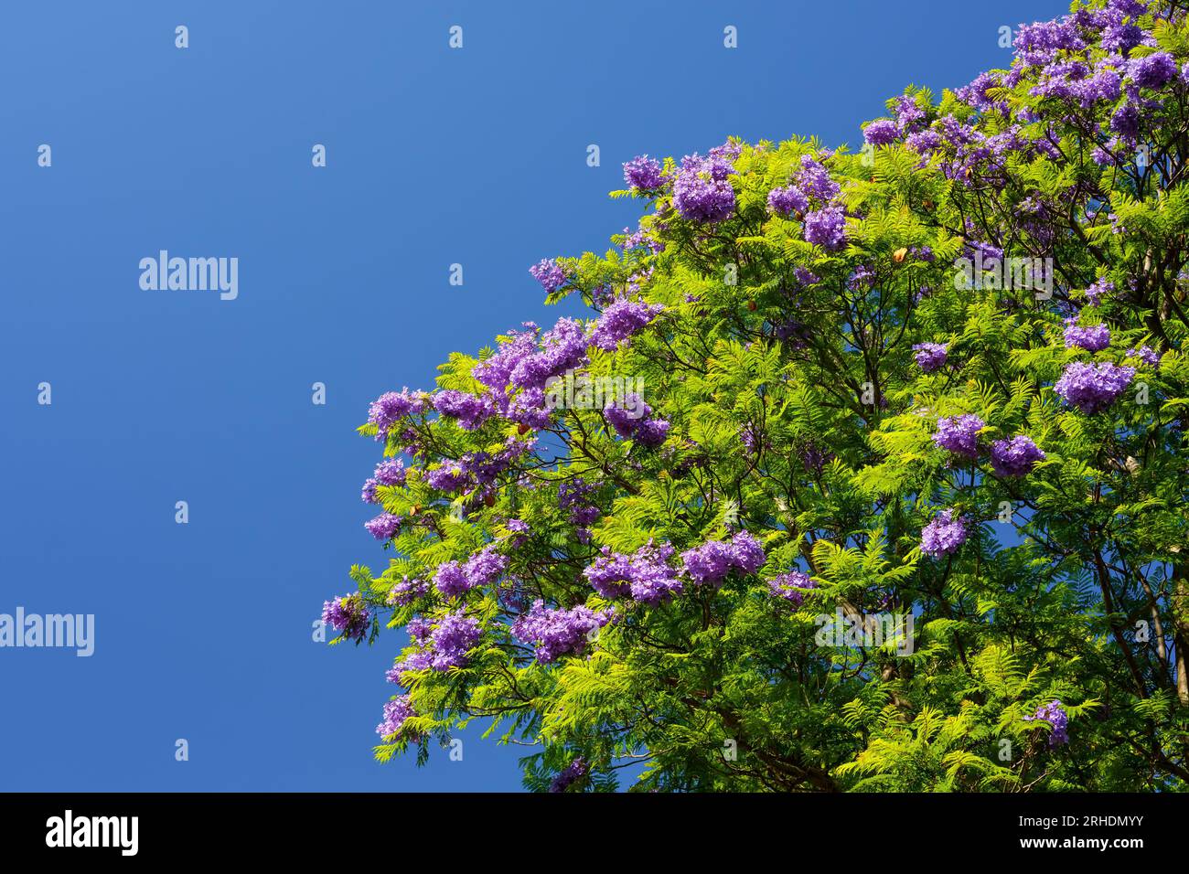 Jacaranda tree blooming season in Adelaide, South Australia Stock Photo ...