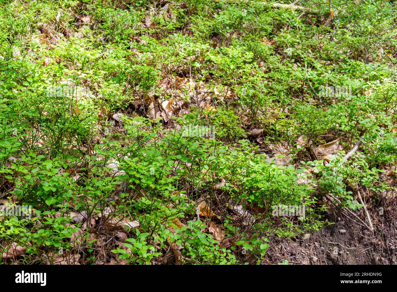 European blueberry (Vaccinium myrtillus) leaves in forest in summer ...