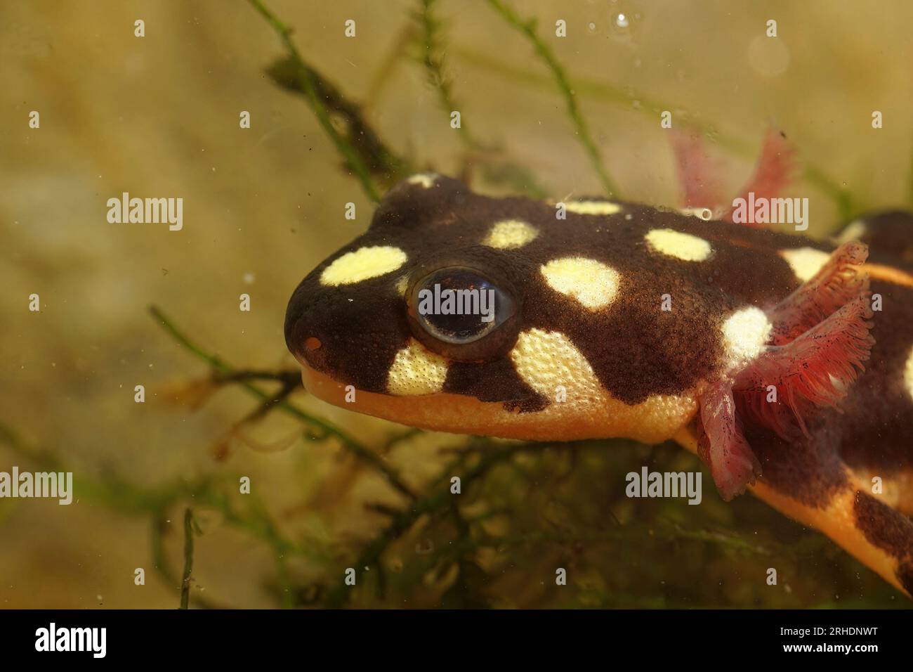 Natural closeup of an aquatic juvenile of the endangered Yellow-spotted ...