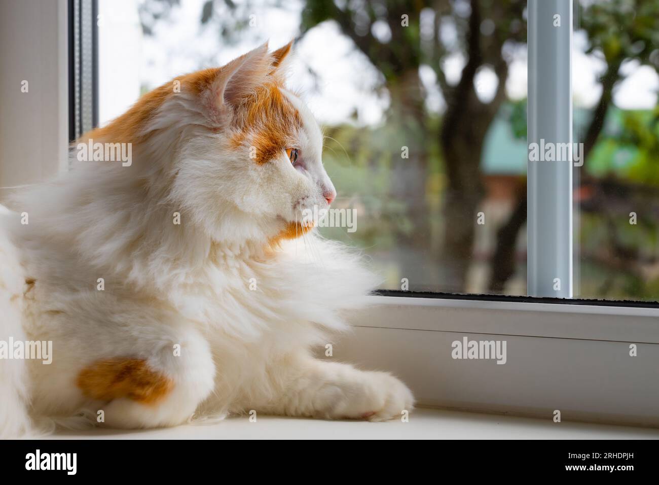 domestic cat lies on the windowsill and looks out the window. cat ...
