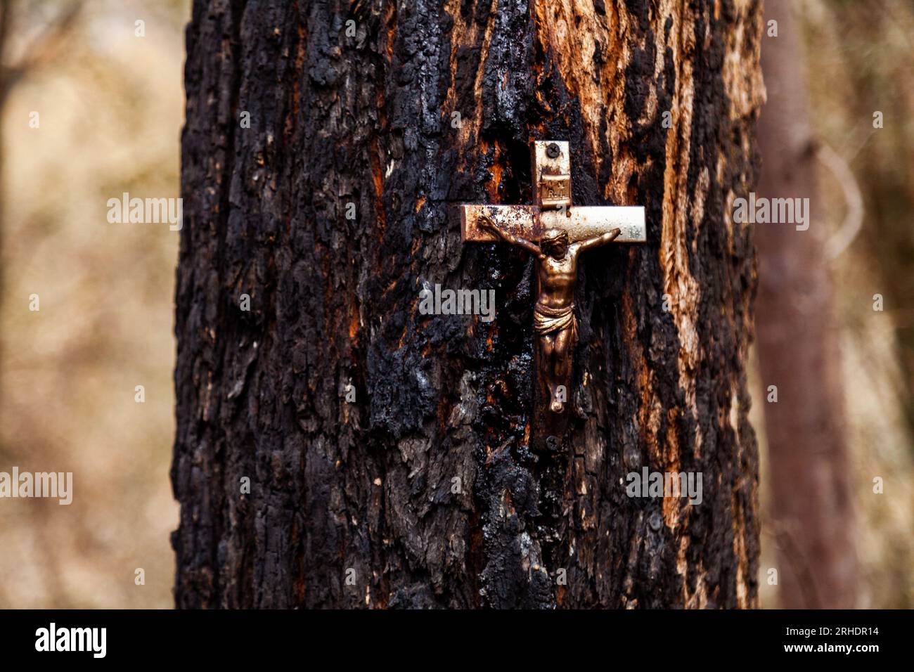 Roadside crash marker of crucifix on trunk of tree burnt black by ...