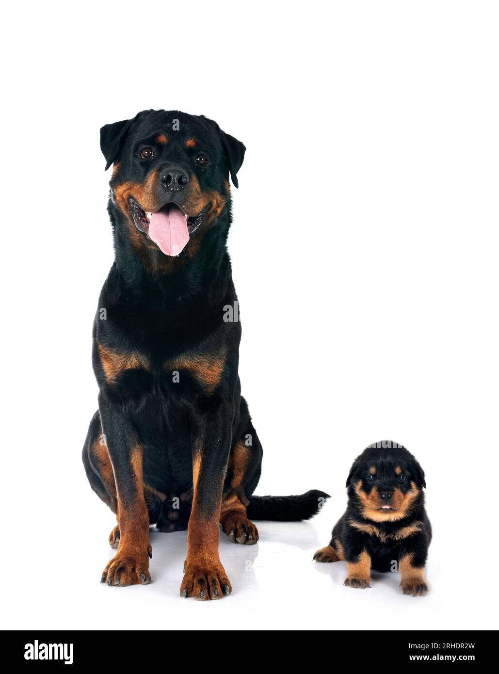 purebred rottweilers in front of white background Stock Photo - Alamy