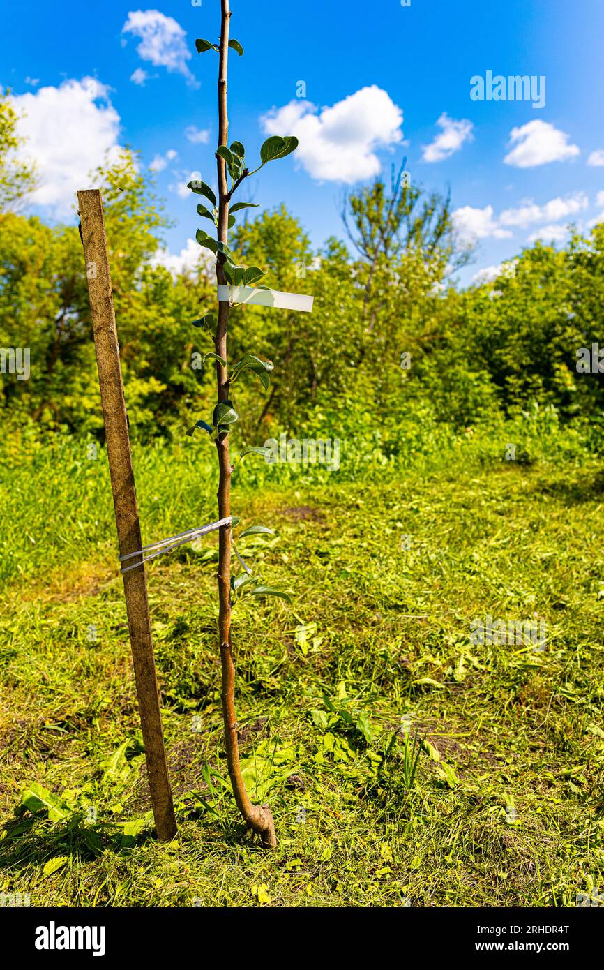 Pear seedling hi-res stock photography and images - Alamy