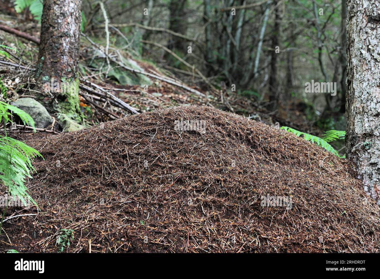 Wood Ants (Formica rufa) nest Hamsterley Forest, County Durham ...