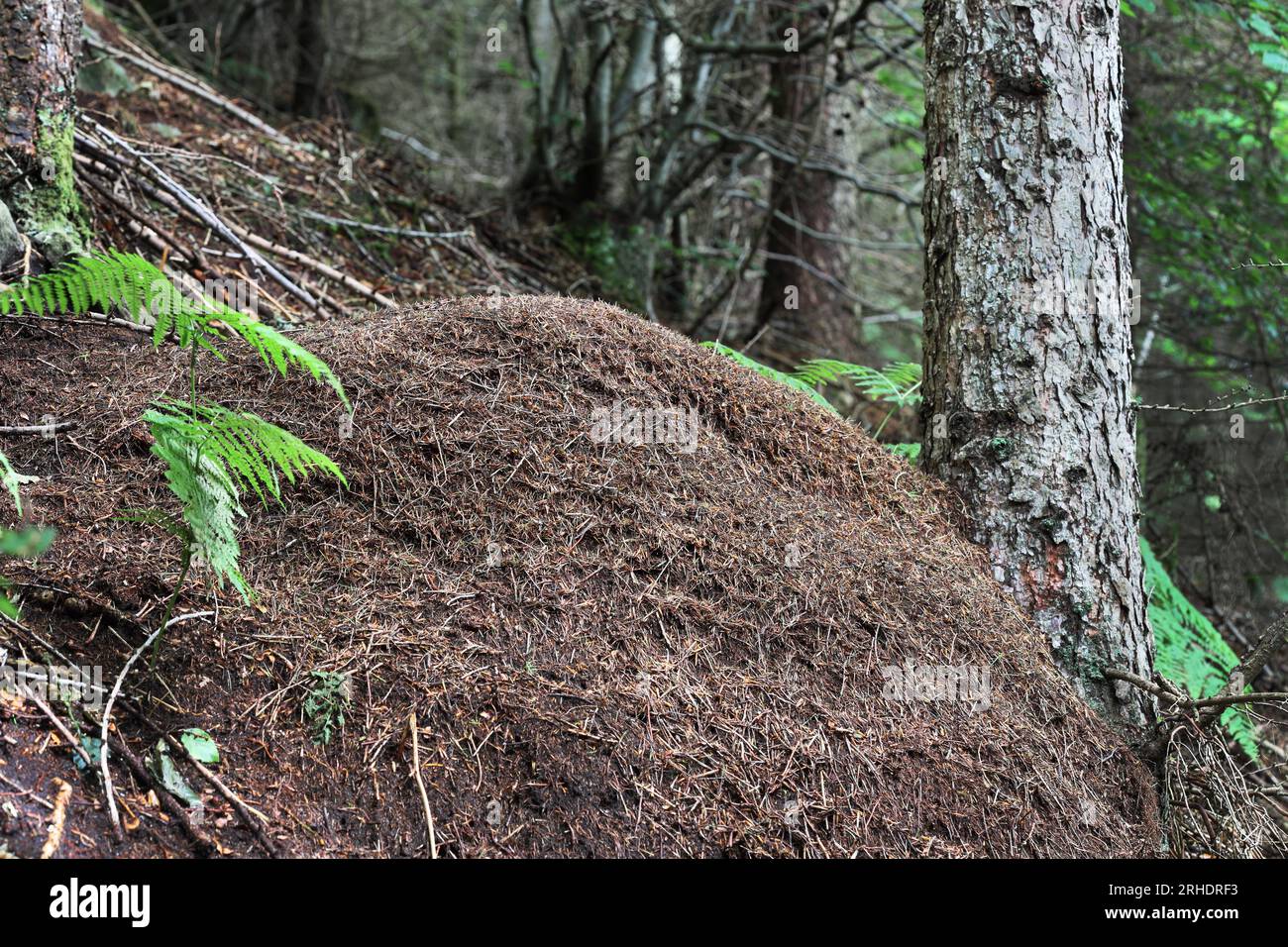 Wood Ants (Formica rufa) nest Hamsterley Forest, County Durham ...