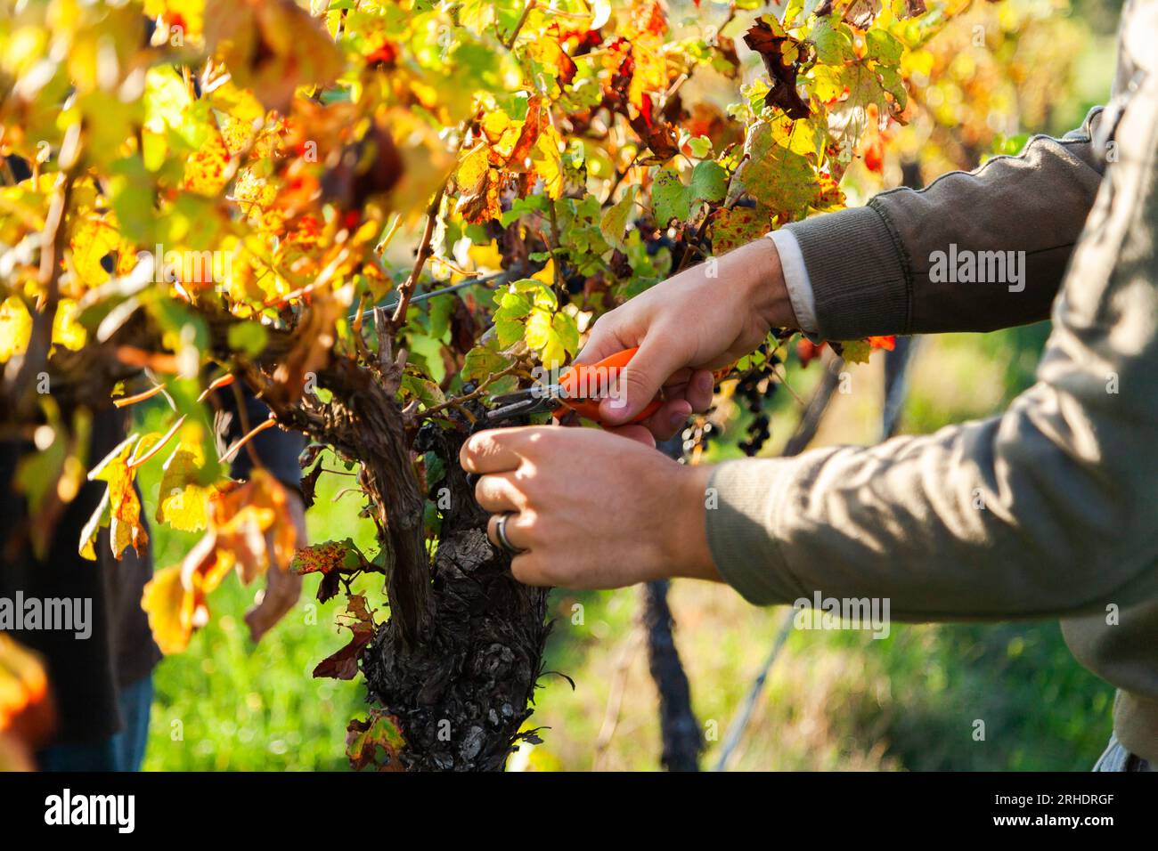 Hand snips hi-res stock photography and images - Alamy