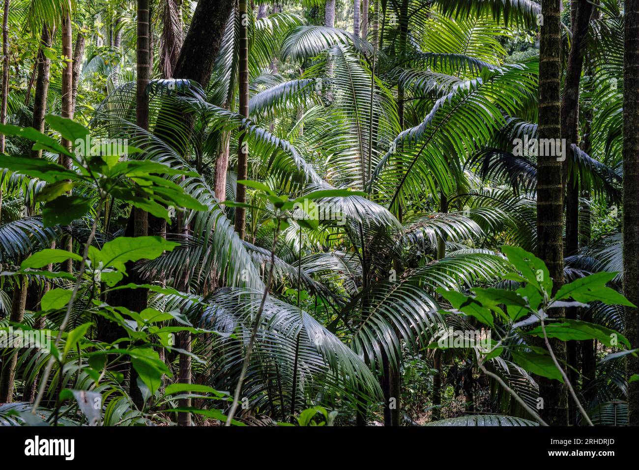 Rainforest foliage in Eungella National Park, Queensland, Australia ...