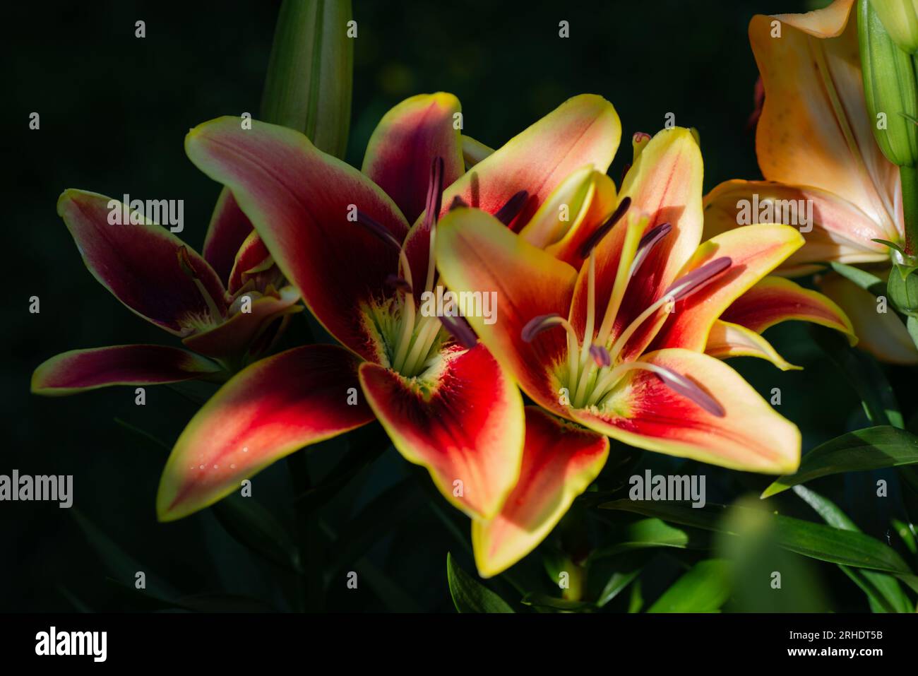 Lys avalon sunset hi-res stock photography and images - Alamy