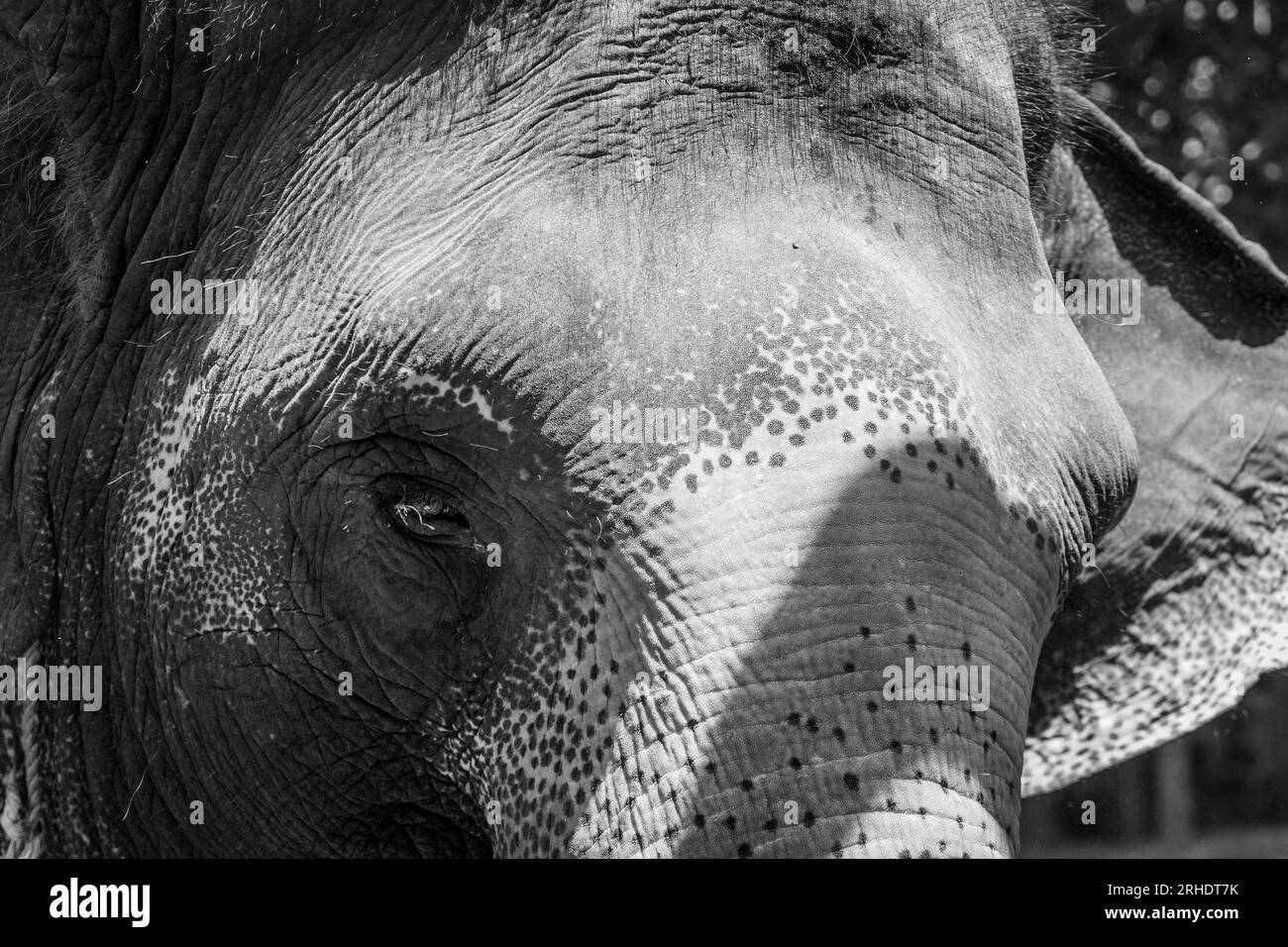 Portrait of elephant in Chiang Rai Stock Photo - Alamy