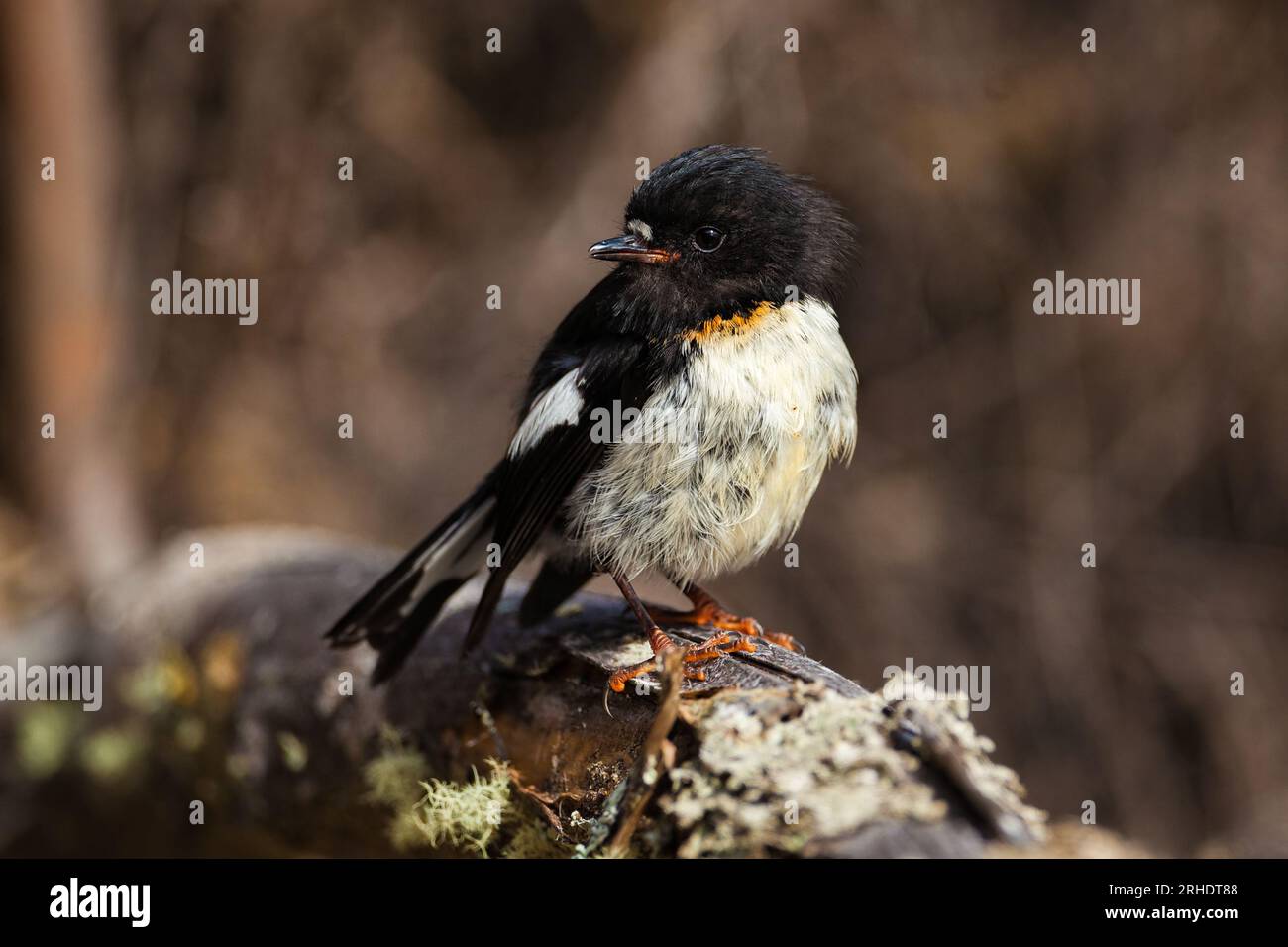 A South Island Tomtit - Petroica macrocephala - portrait as it stands ...