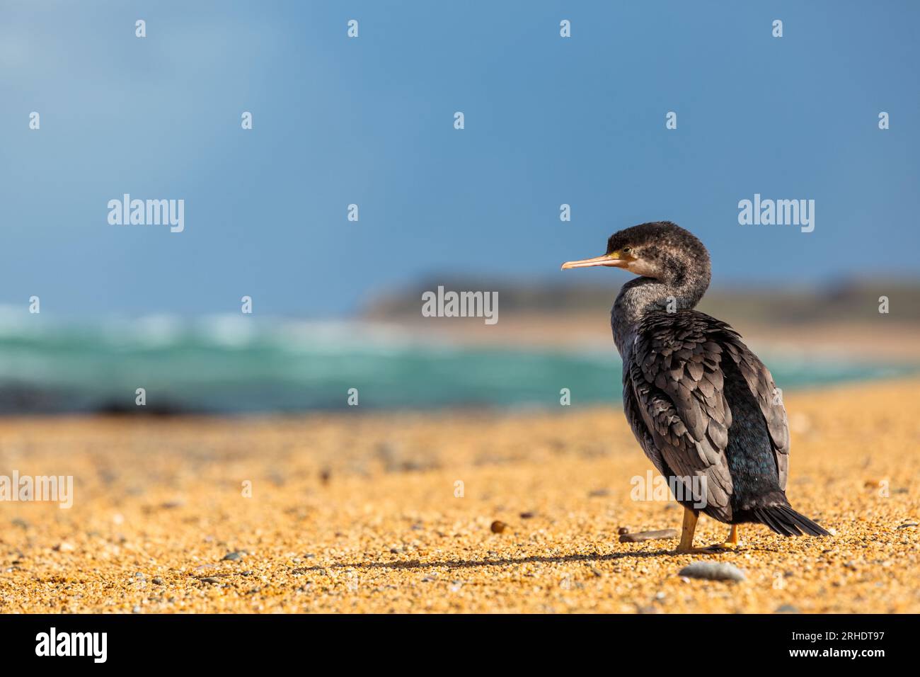 Shag bird beach hi-res stock photography and images - Alamy