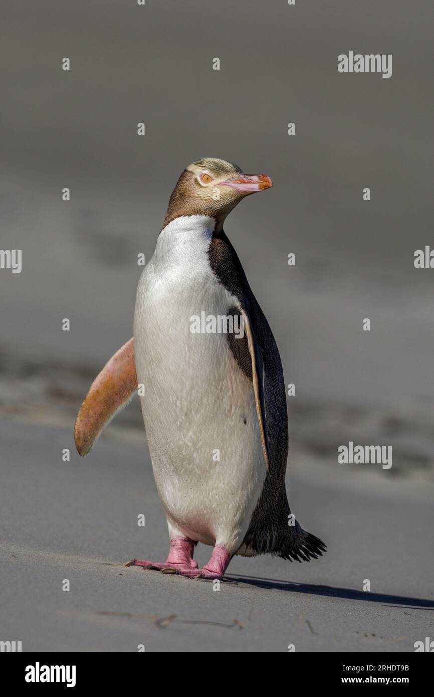 The endangered Yellow-eyed Penguin - Megadyptes antipodes - standing at ...