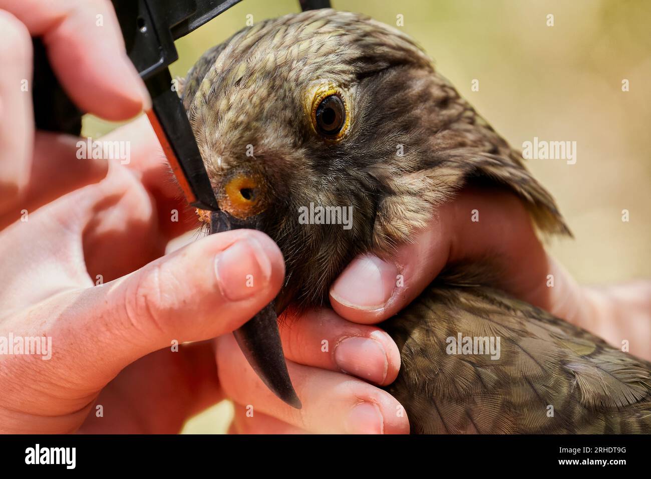 A kea - Nestor notabilis - having its measurements taken as part of a ...