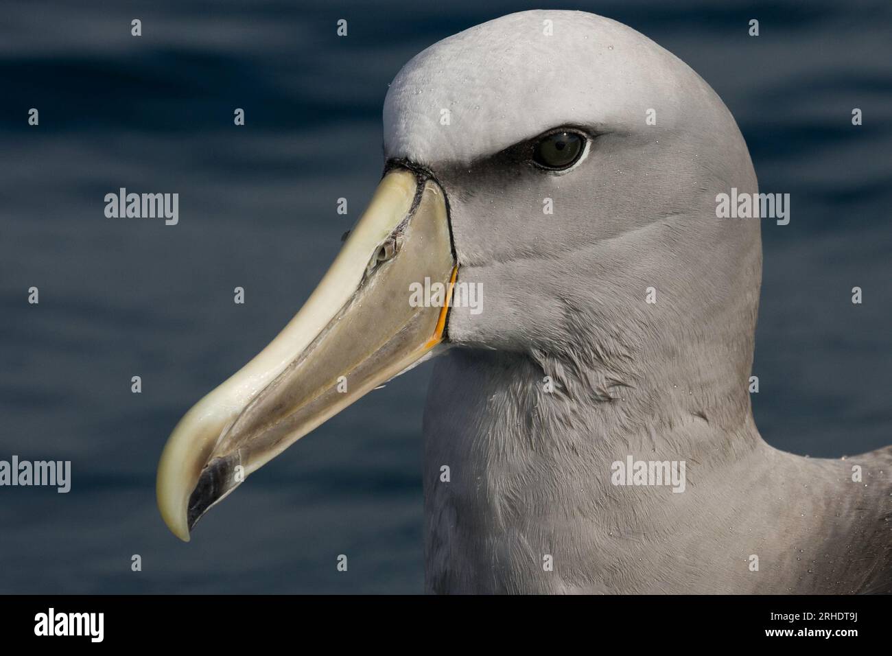 A close-up head portrait showing the beautiful and striking facial ...