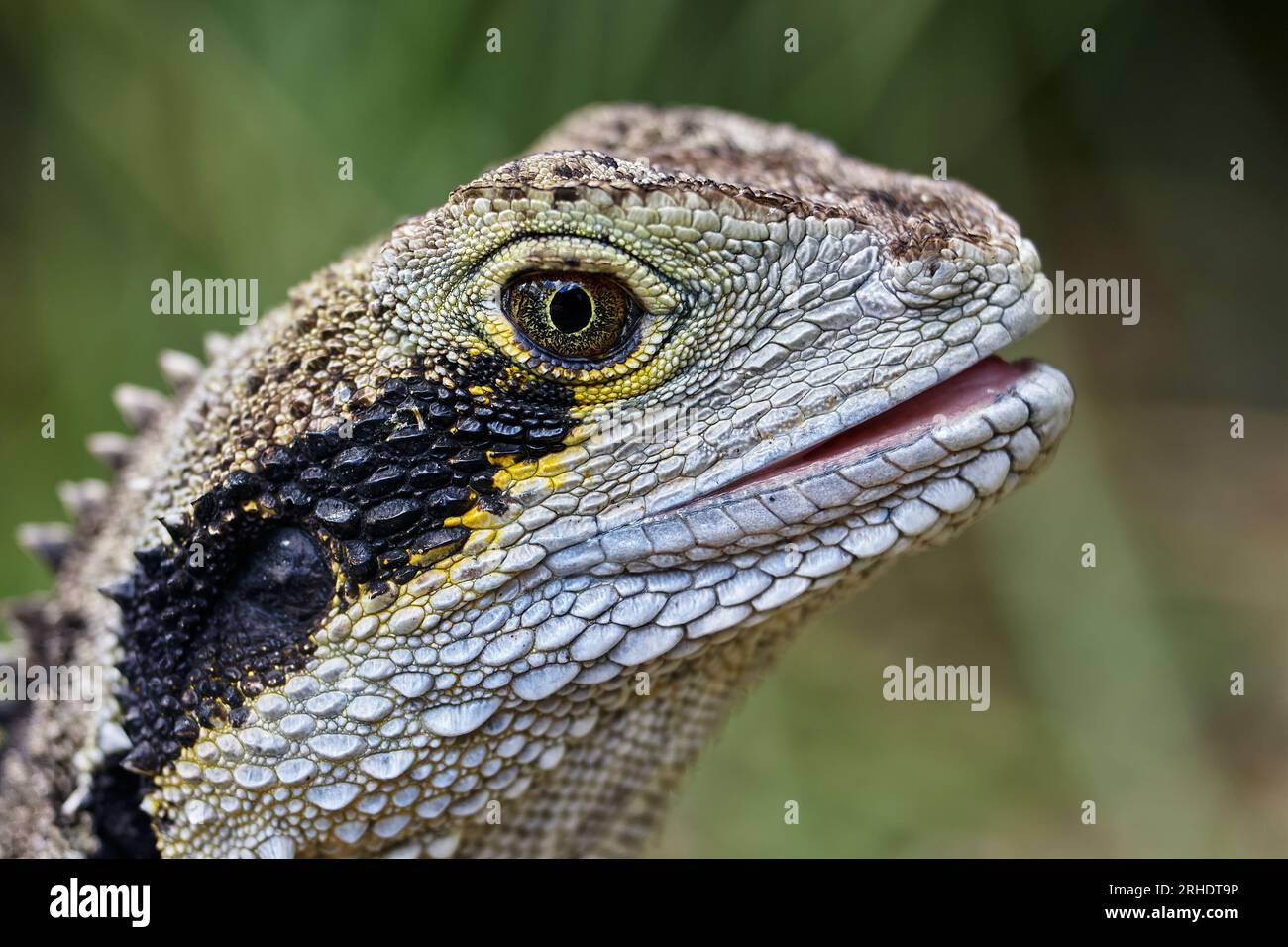 A closeCup head portrait showing the scaly features and texture of an ...