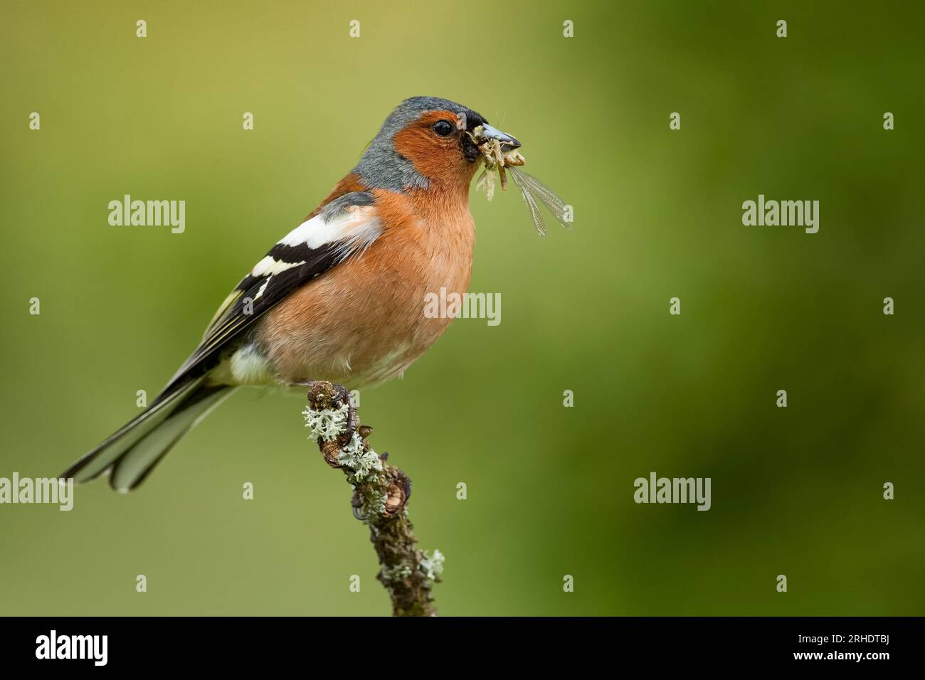 Scottish insects hi-res stock photography and images - Alamy