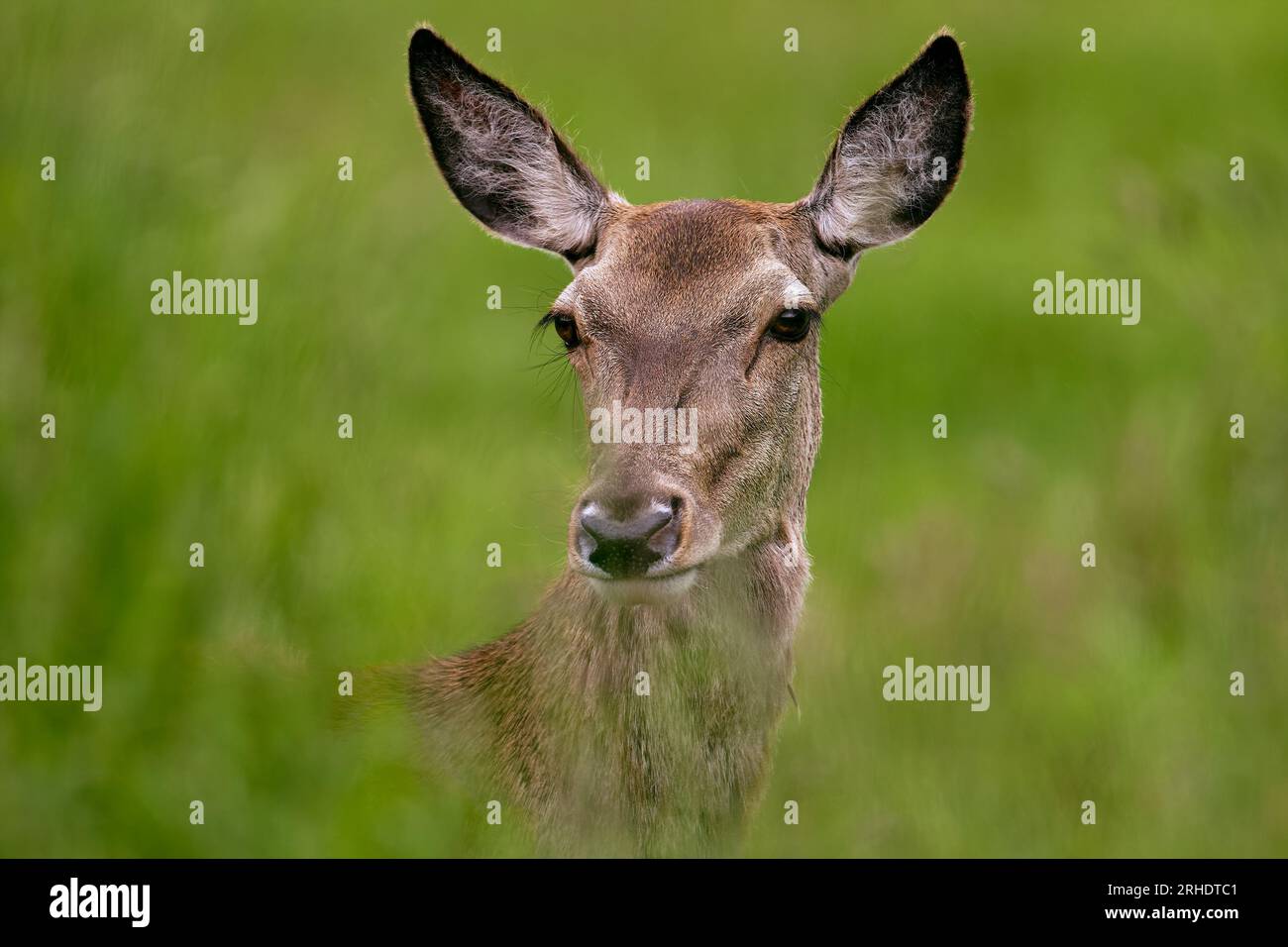 Ears pointing forward hi-res stock photography and images - Alamy