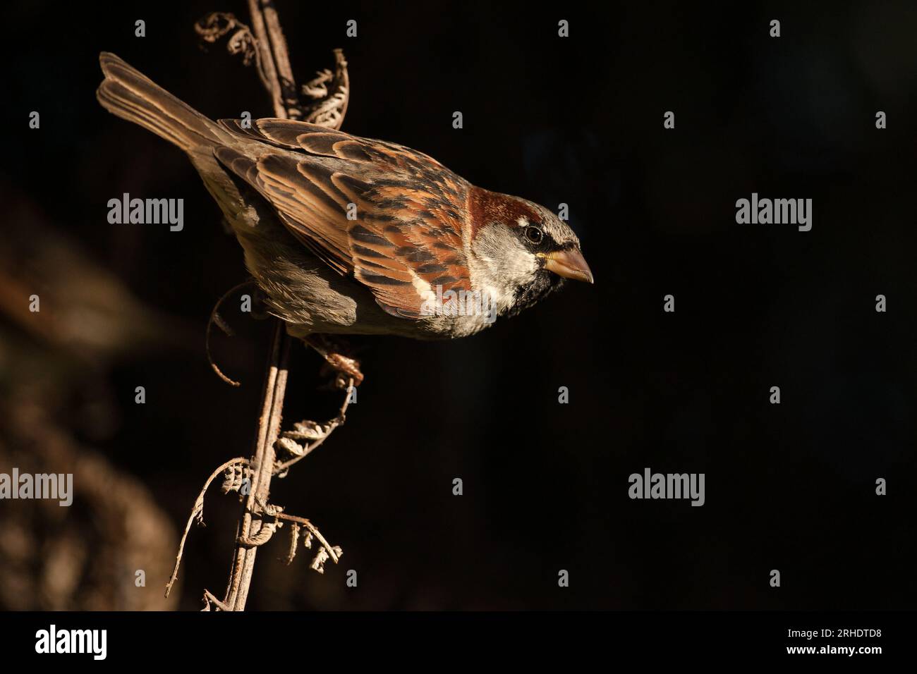 A portrait of a House Sparrow - Passer domesticus - perched on a dead ...