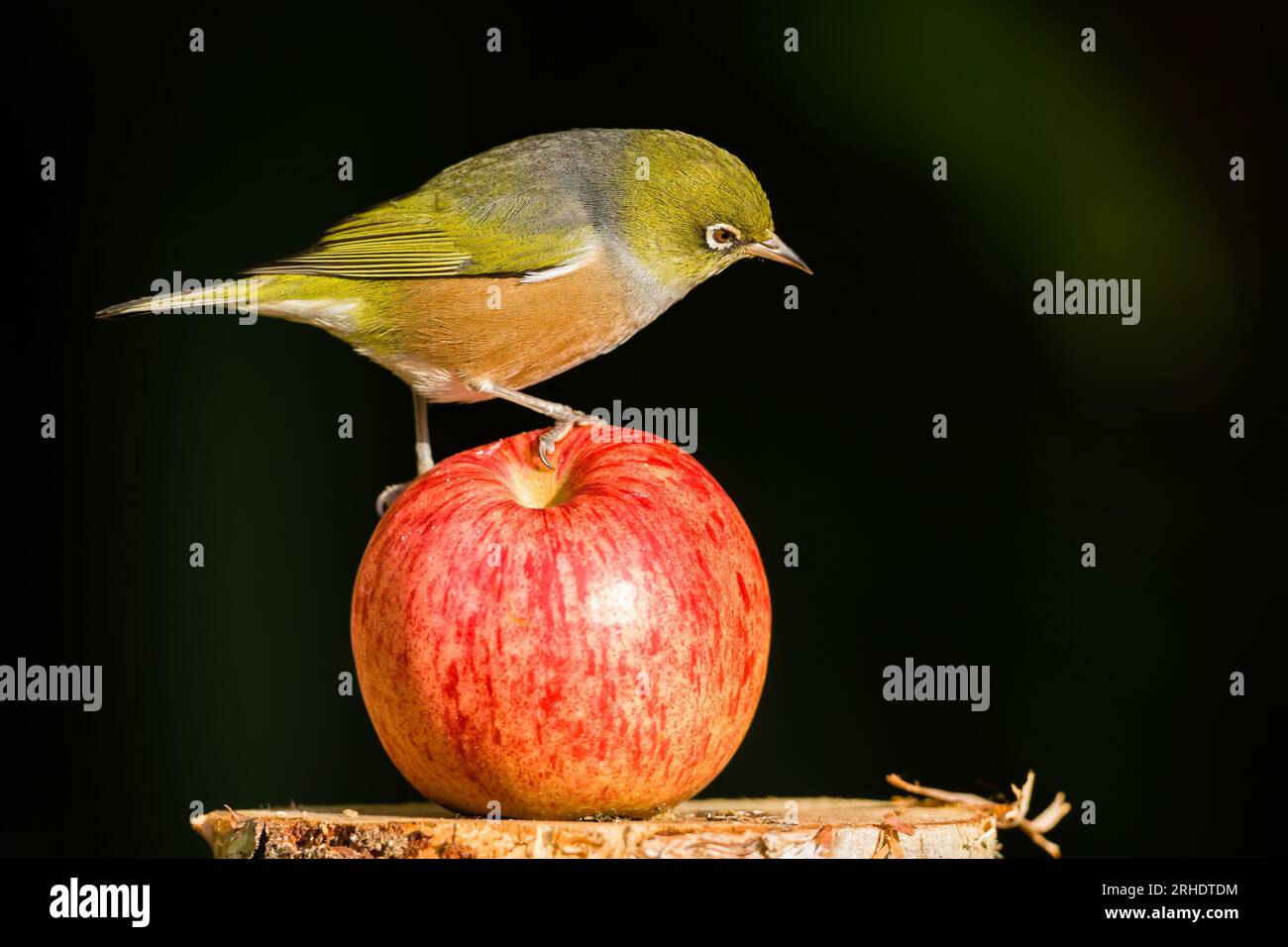 A Silvereye - Zosterops lateralis - standing on top of a juicy apple ...