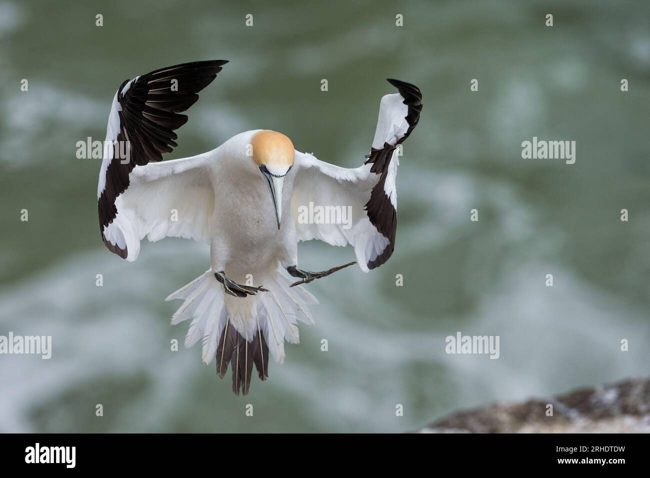 Australasian Gannet - Morus serrator - coming into land with wings ...