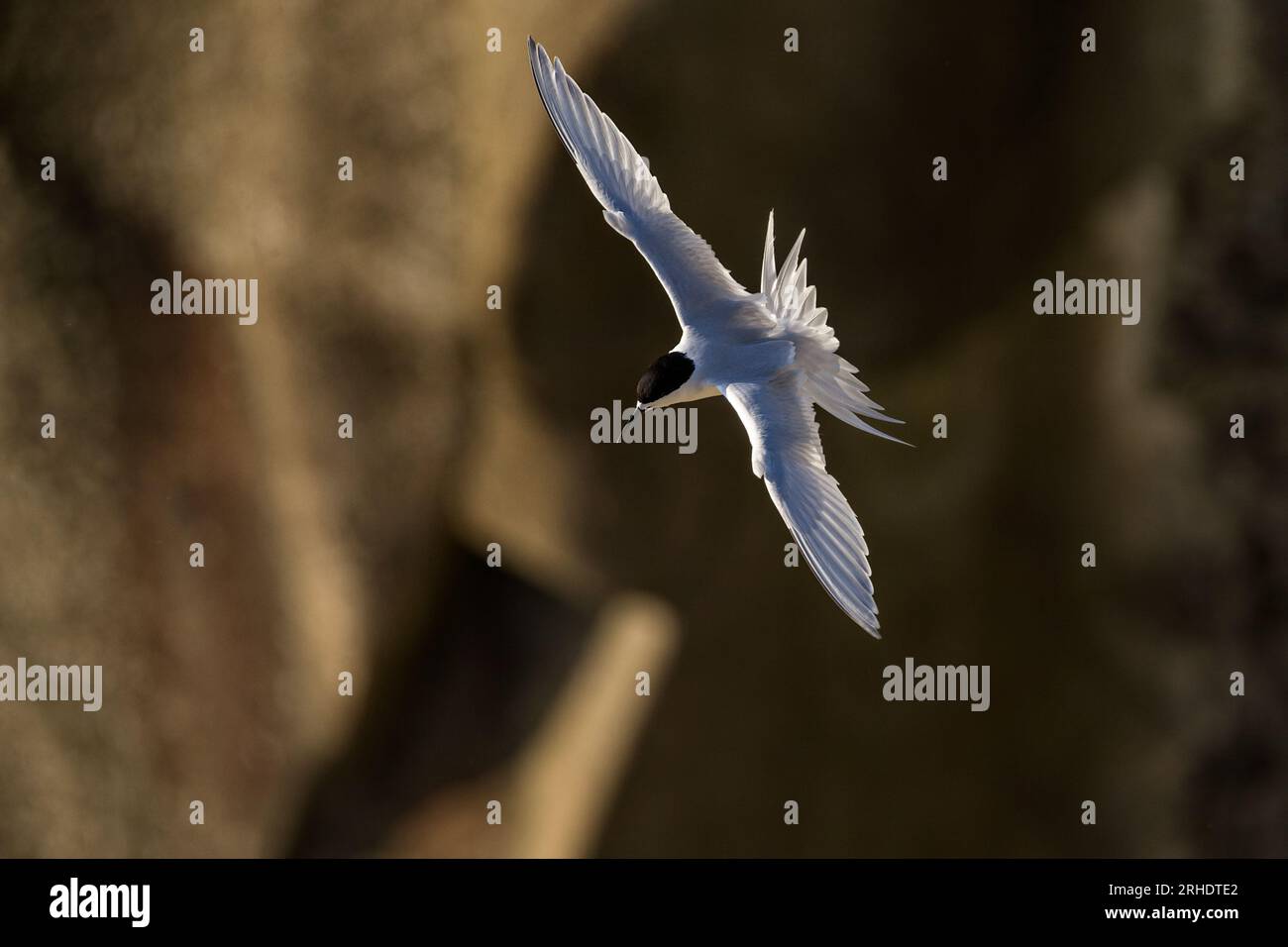 A White-fronted Tern - Sterna striata - flies around the cliffs at ...