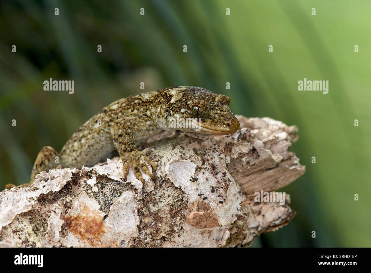 Duvaucel's Gecko - Hoplodactylus duvauceli - climbing onto dead log ...