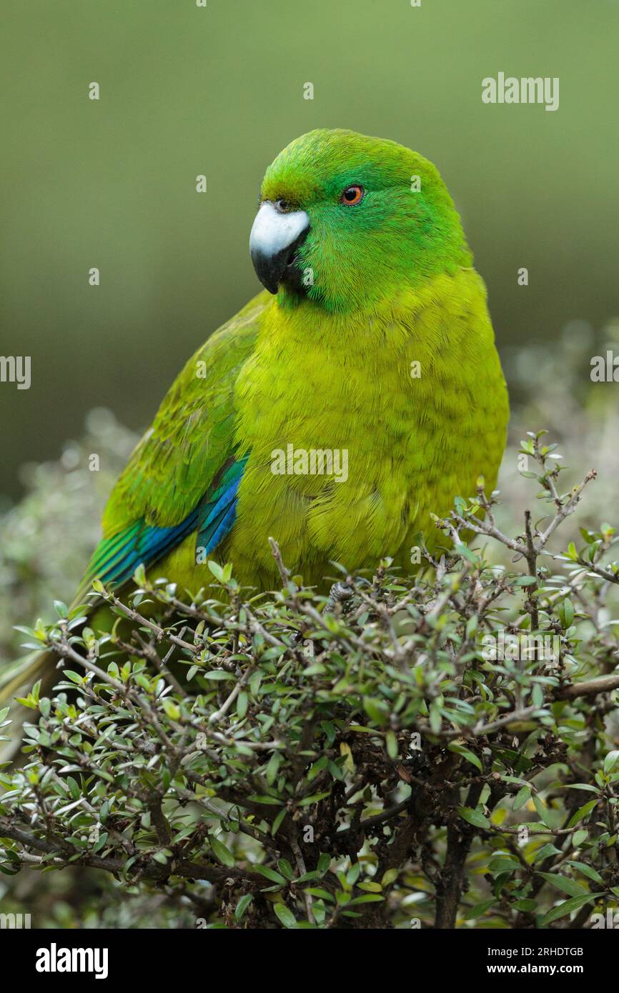 Portrait of an Antipodes Island parakeet - Cyanoramphus unicolor - as ...